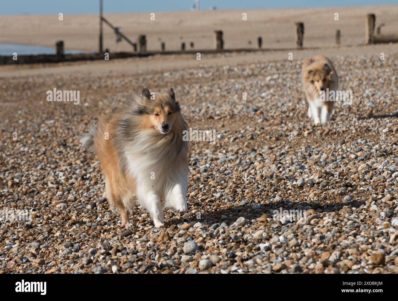 Dog Rough Collie running on a beach Stock Photo - Alamy