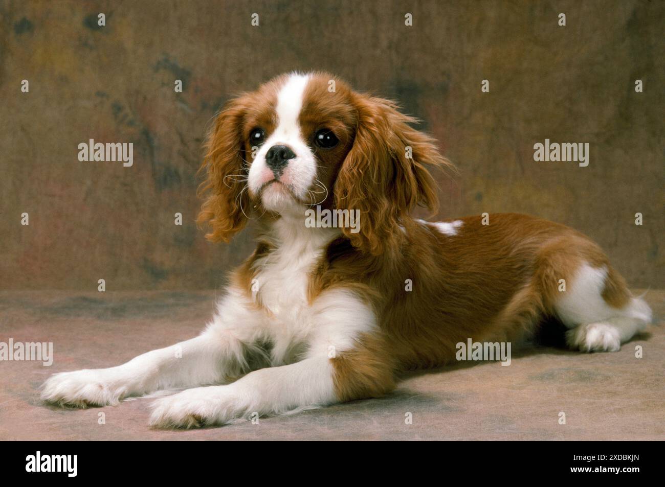 Cavalier King Charles Spaniel Dog - lying down Stock Photo - Alamy