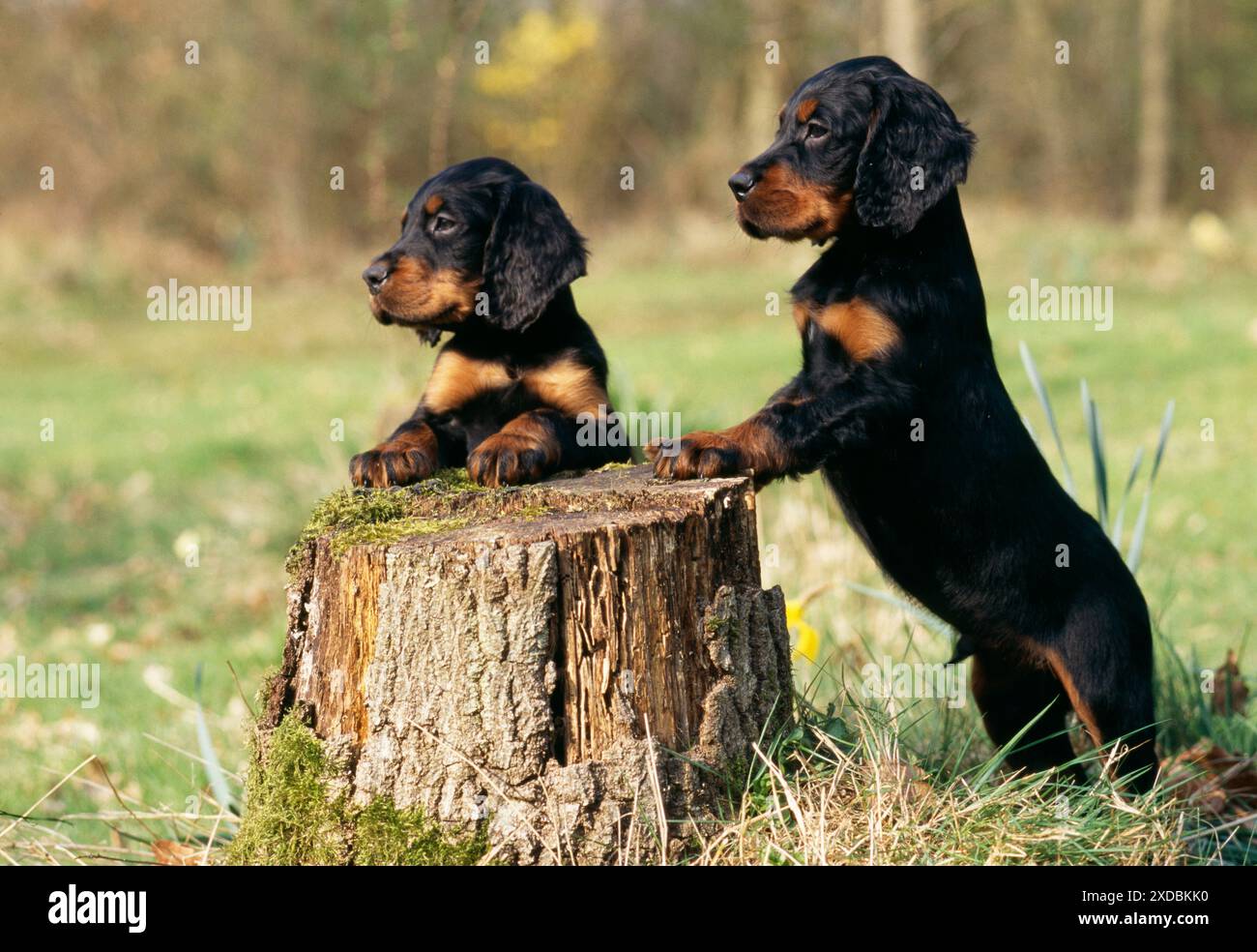 Gordon setter puppies hi-res stock photography and images - Alamy
