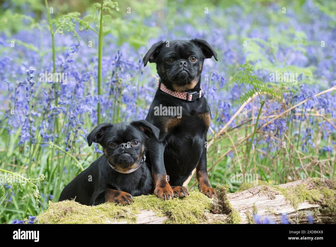 Petit brabancon hi-res stock photography and images - Alamy