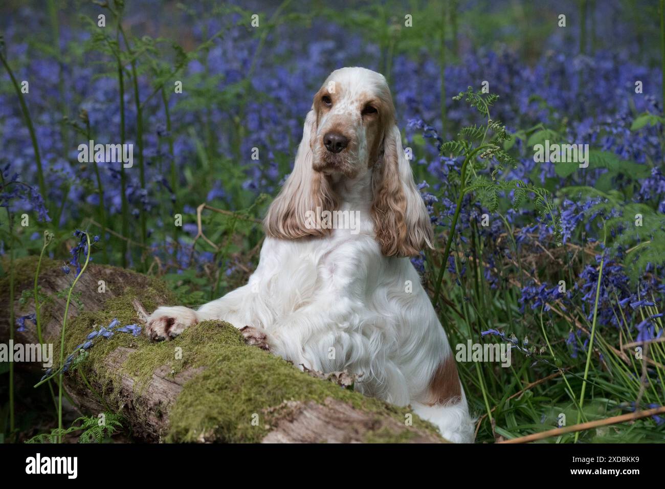 Cocker Spaniel ( golden roan ) in Bluebells Stock Photo - Alamy