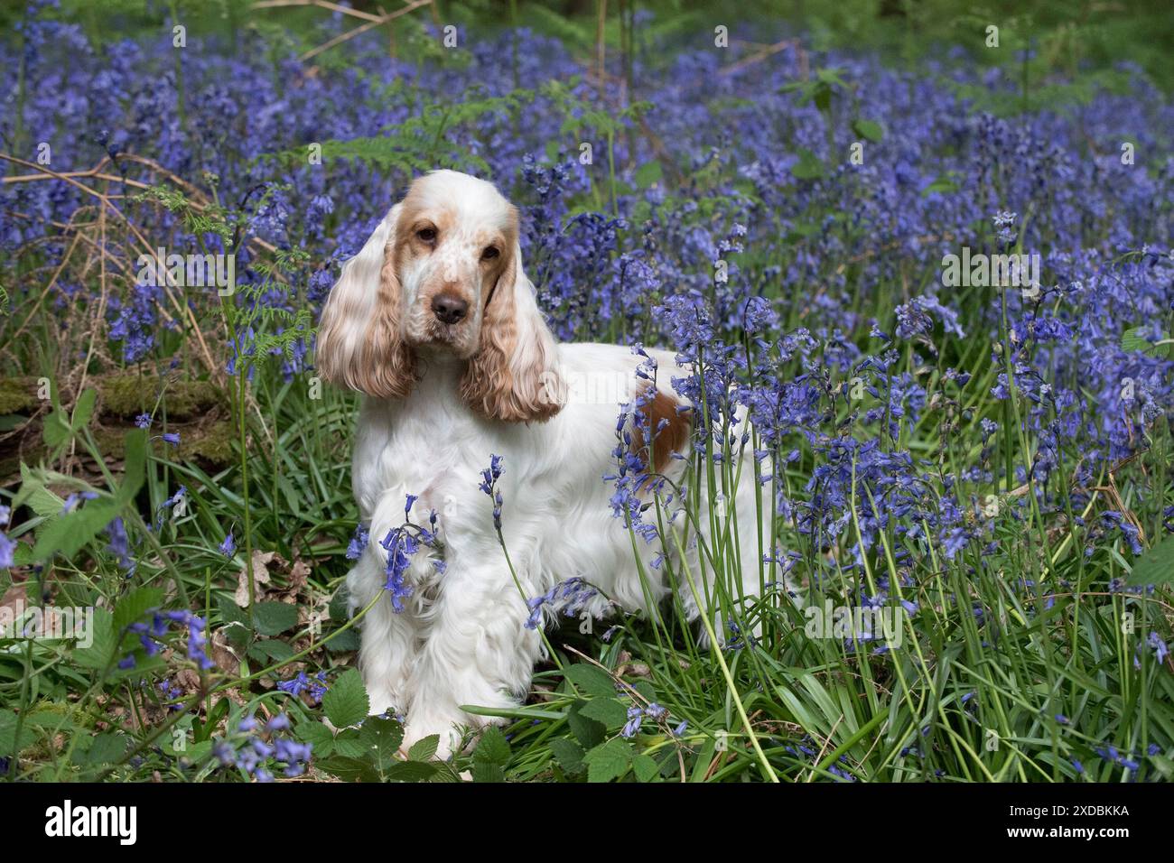 Cocker Spaniel ( golden roan ) in Bluebells Stock Photo - Alamy