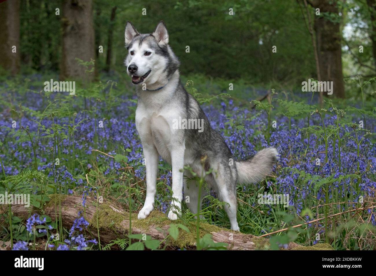 Husky and flowers hi-res stock photography and images - Alamy
