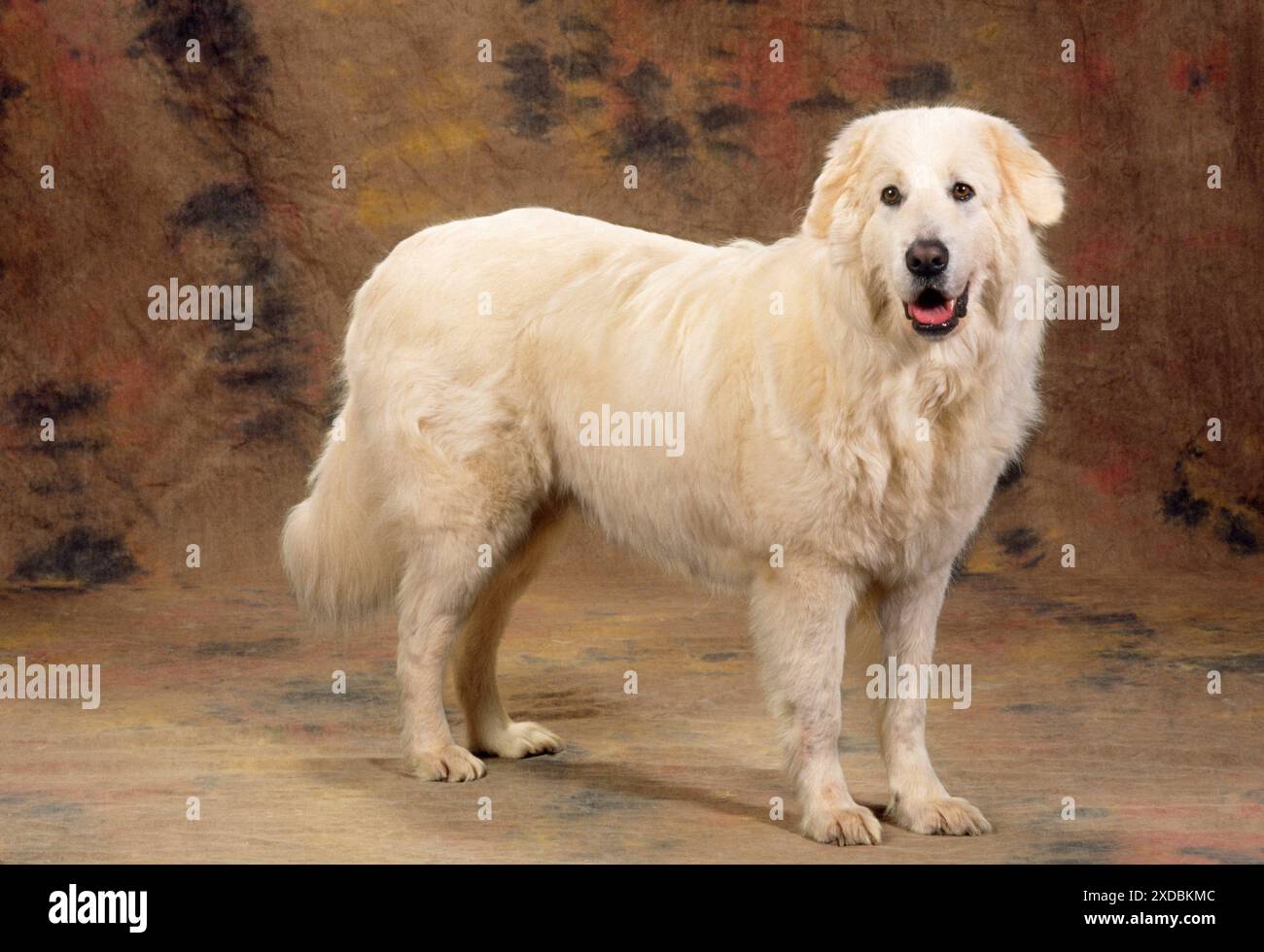 Maremma dog hi-res stock photography and images - Alamy