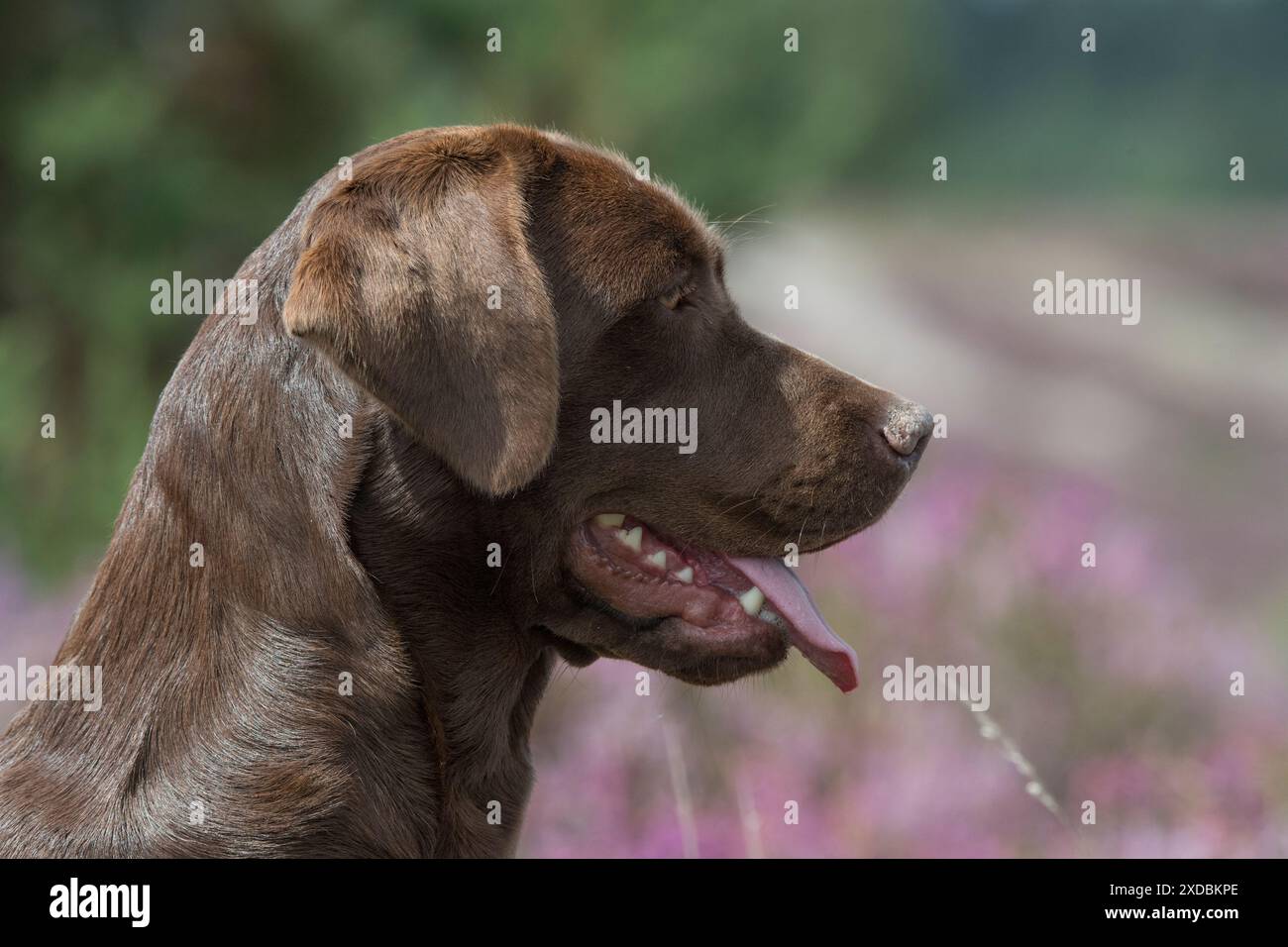 Labrador head hi-res stock photography and images - Alamy