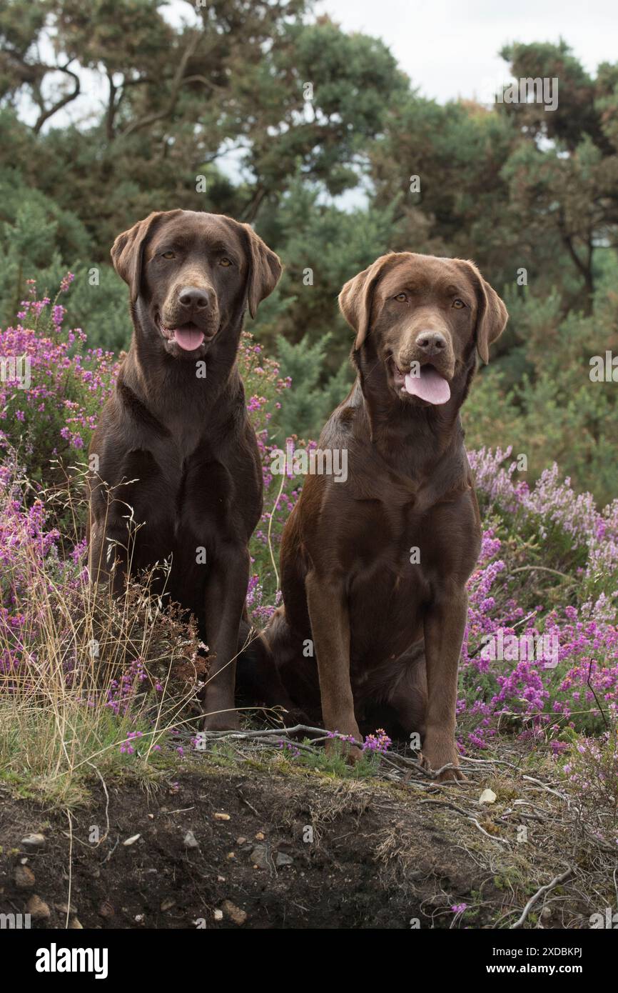 Retrievers hi-res stock photography and images - Alamy