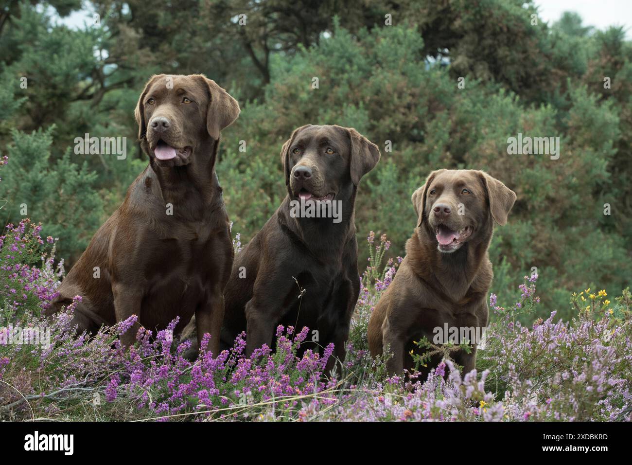 Labrador group hi-res stock photography and images - Alamy