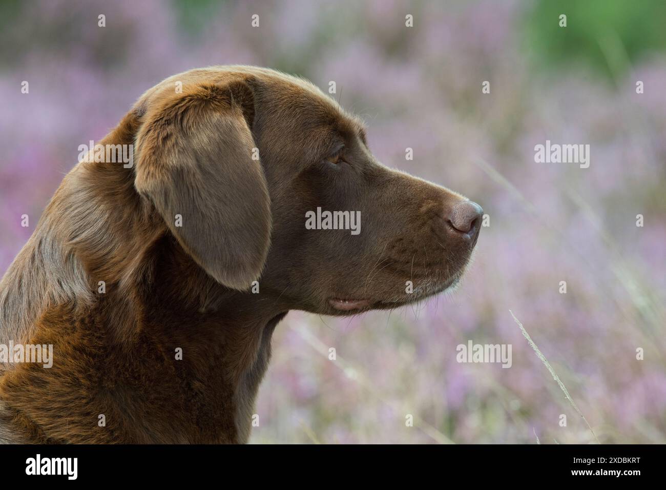 Head and shoulders in profile hi-res stock photography and images - Alamy