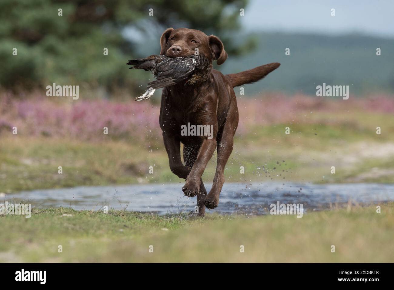 Game retriever hi-res stock photography and images - Alamy