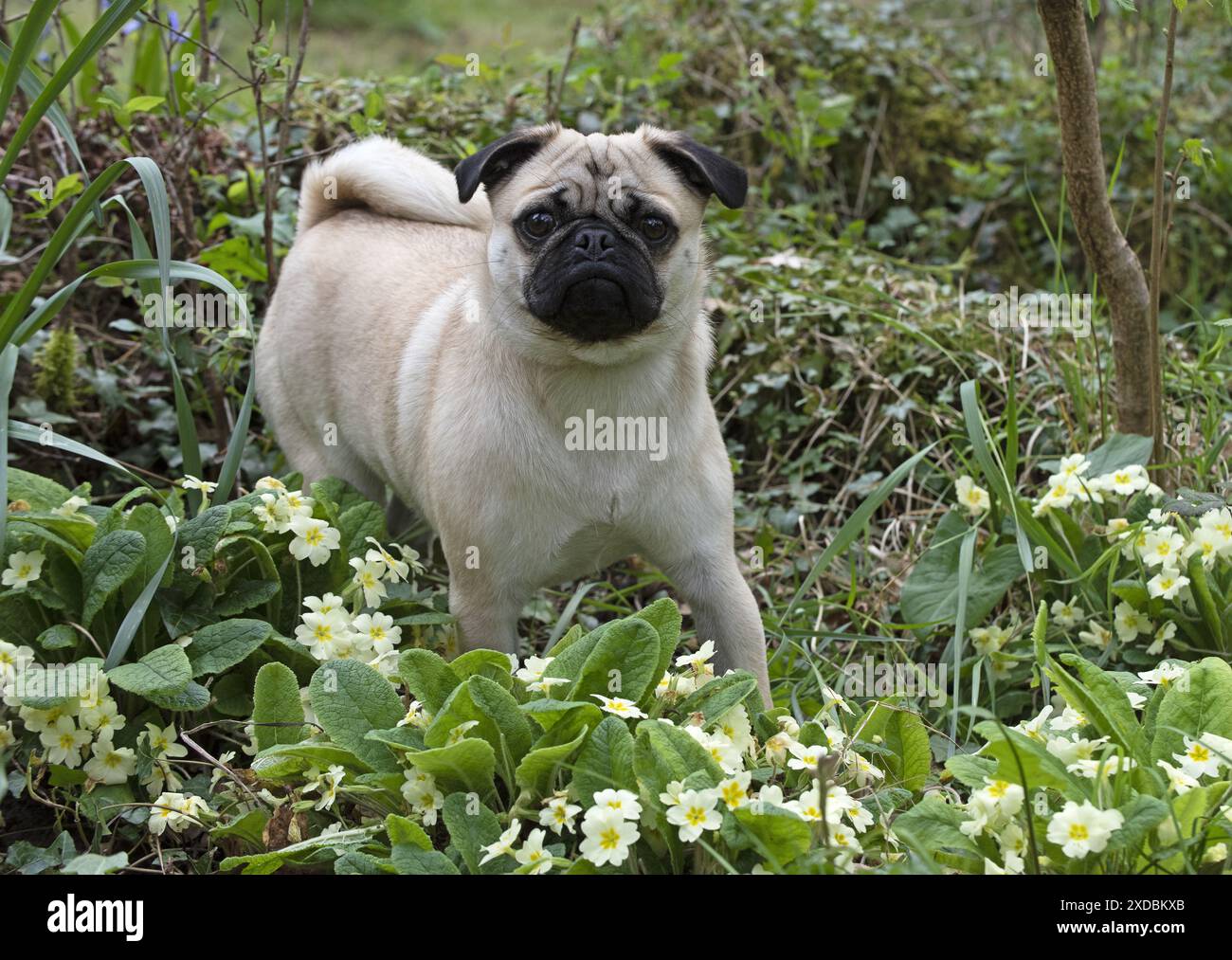 Spring garden hi-res stock photography and images - Alamy