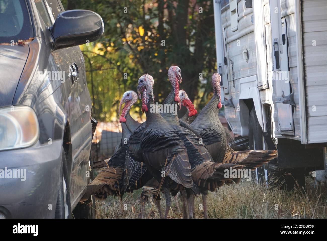 wild turkeys in the neighborhood of sacramento ca usa in between cars ...
