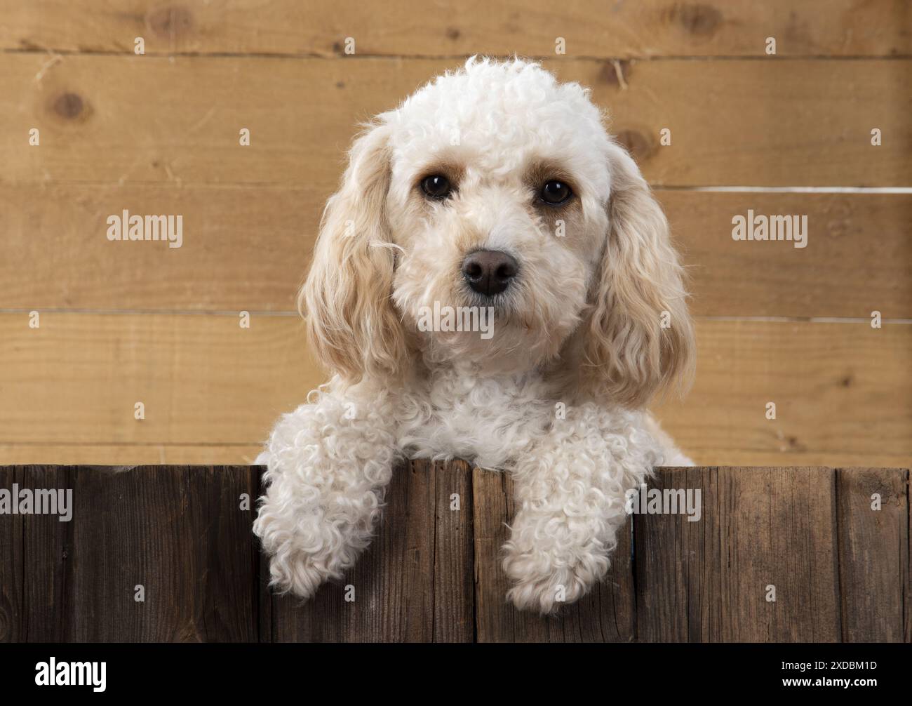 DOG. Cavapoo with paws over wood Stock Photo - Alamy