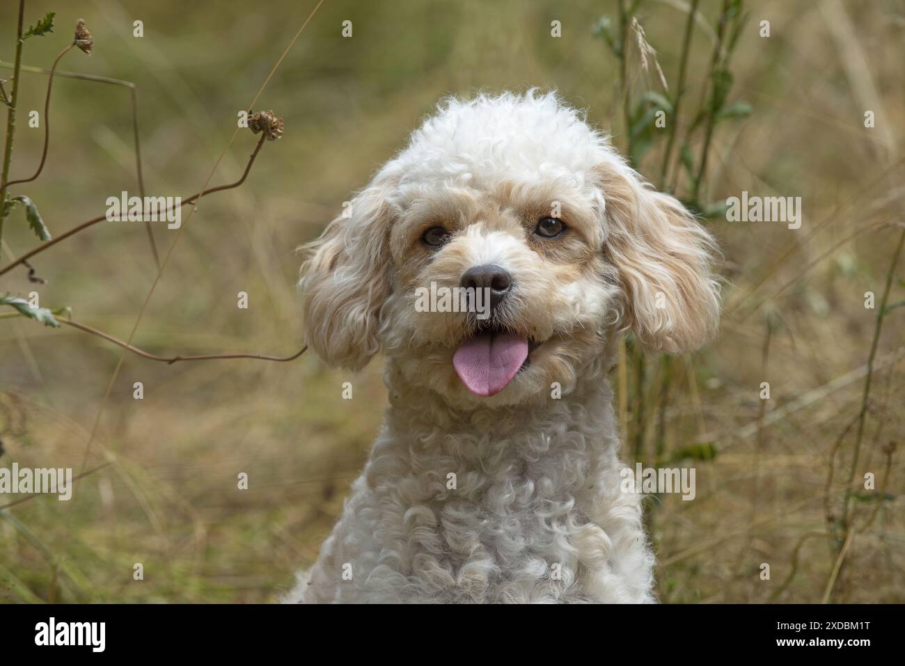 DOG. Cavapoo in a sunning meadow Stock Photo - Alamy