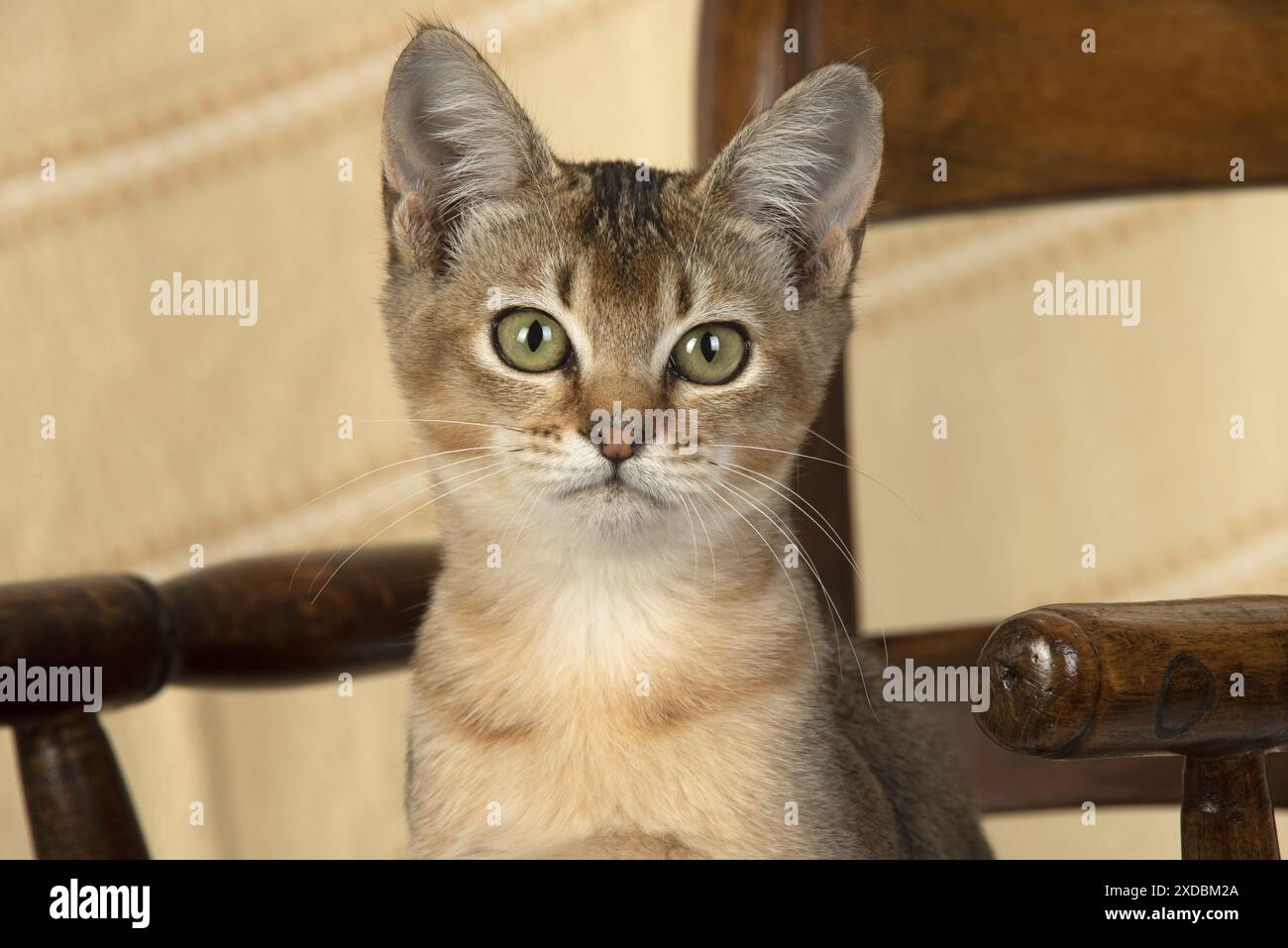 CAT. Asian ticked tabby on a chair Stock Photo - Alamy
