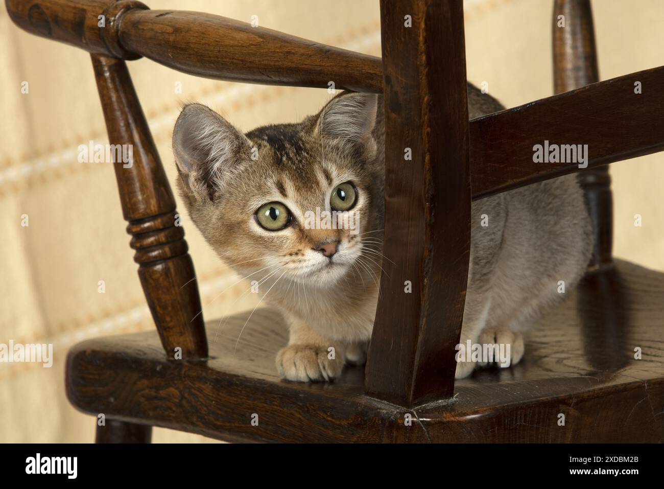 CAT. Asian ticked tabby on a chair Stock Photo - Alamy