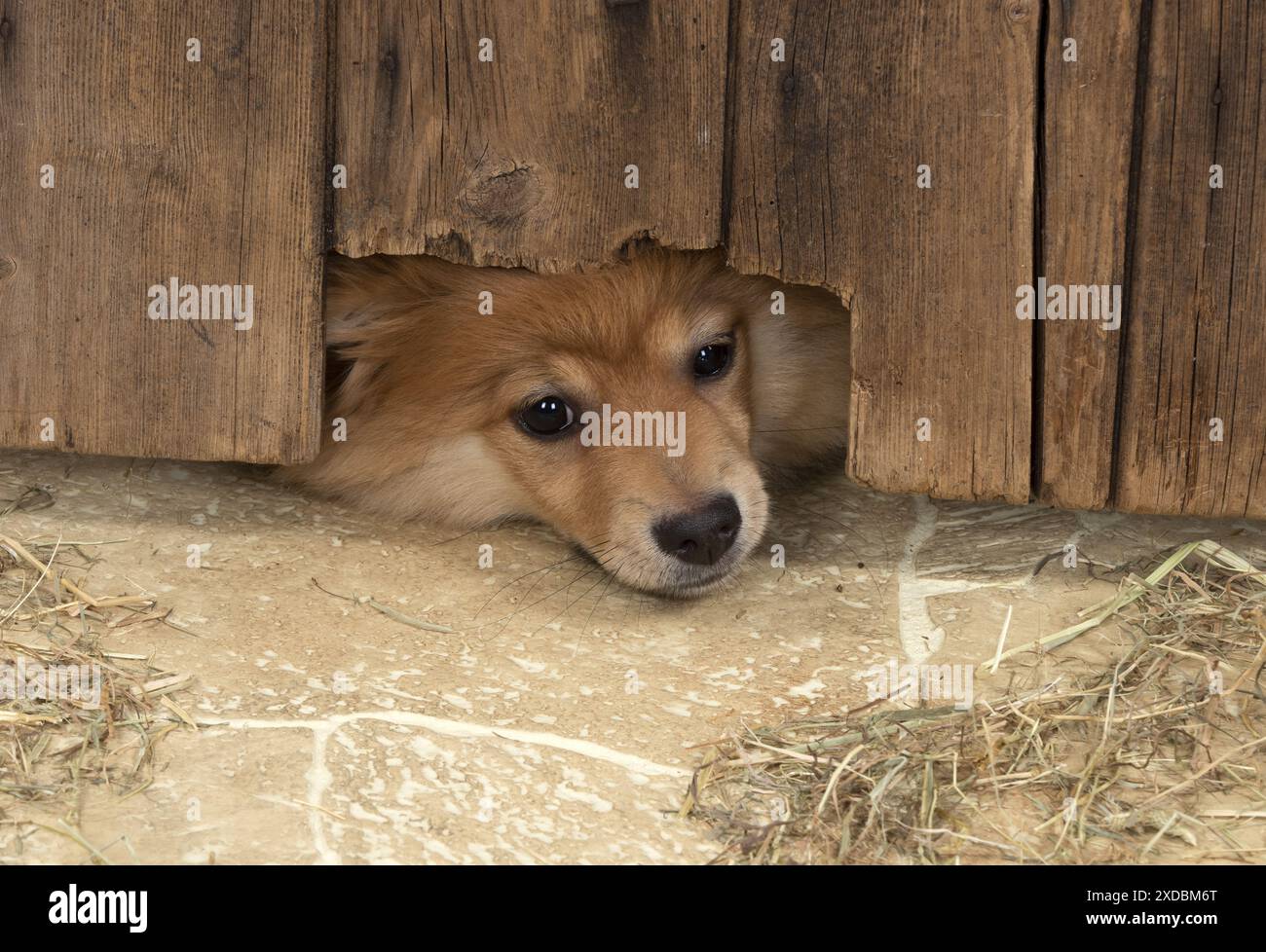 DOG. Pomeranian puppy (12 weeks old ) squeezing Stock Photo - Alamy