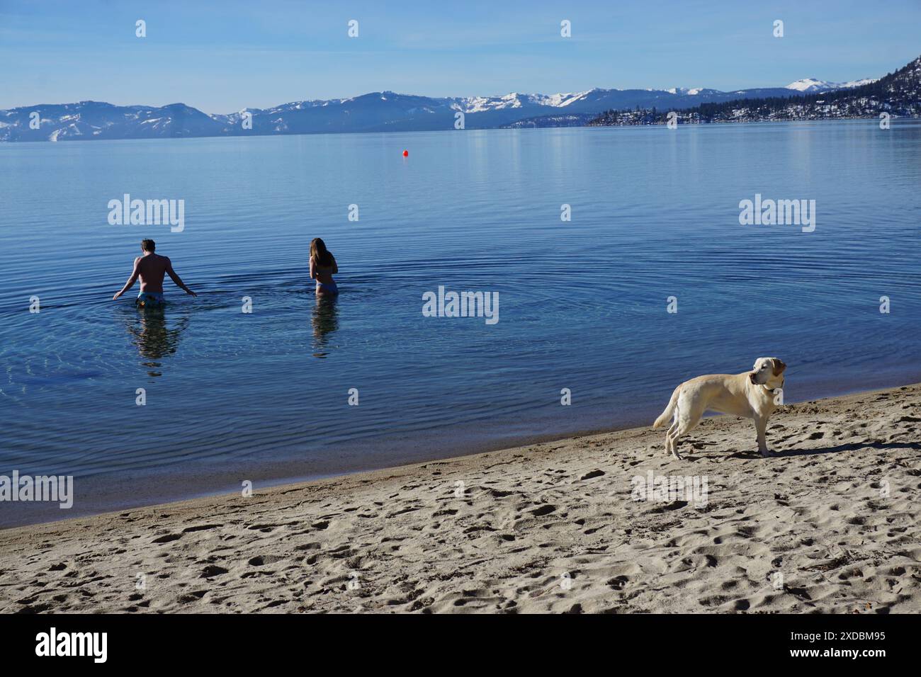 clear water of lake tahoe ca usa with courageous people dipping in ...