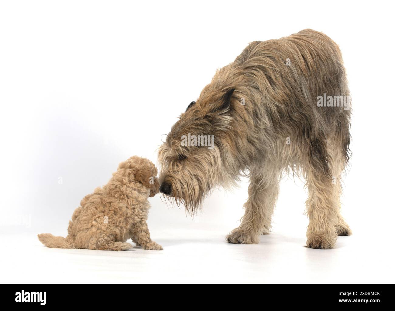 DOG. Cavapoo puppy , 6 weeks old with a Picardy Stock Photo - Alamy