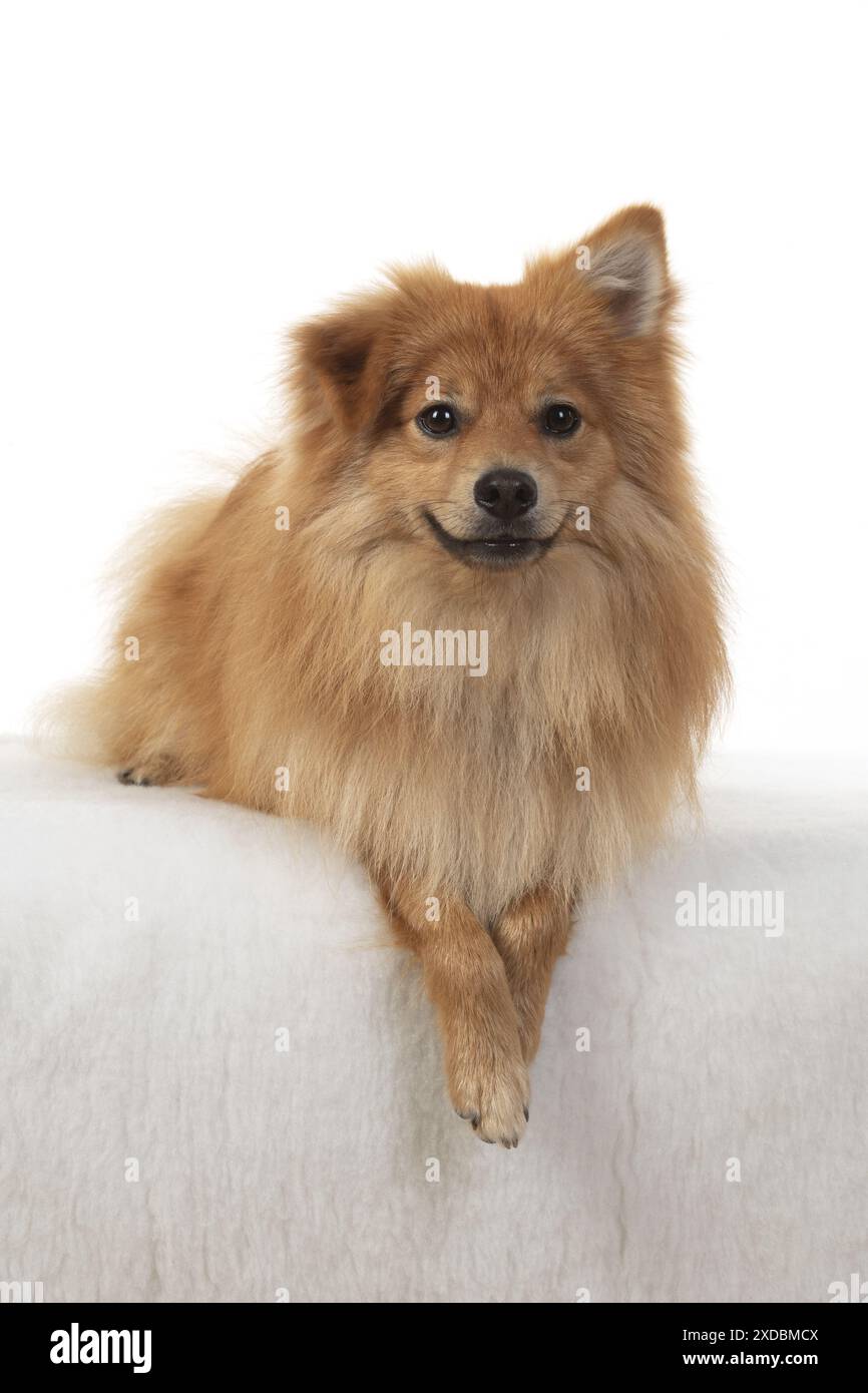 DOG. Pomeranian, studio, laying with paws crossed Stock Photo - Alamy