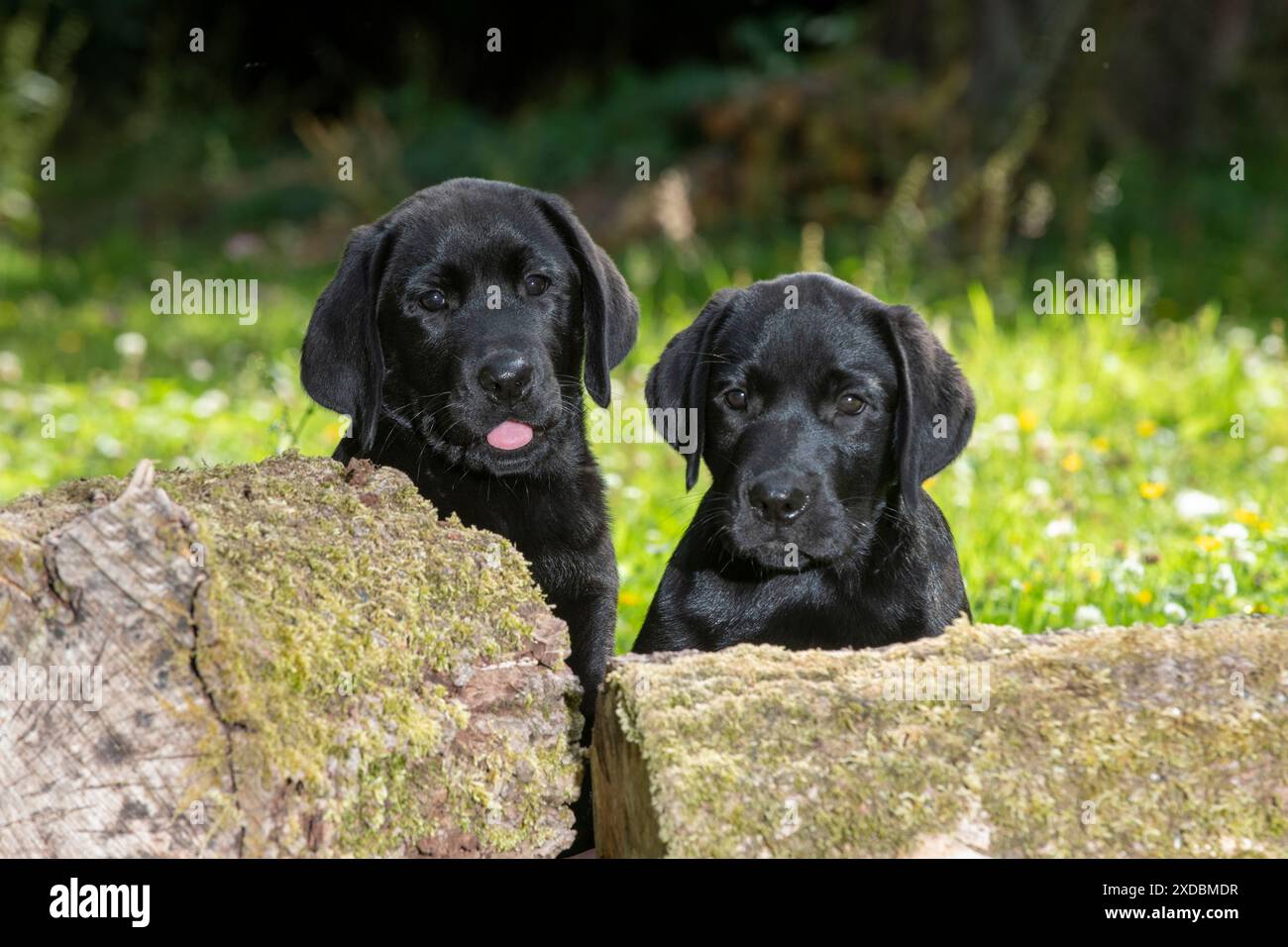 Black labrador puppy dog tongue hi-res stock photography and images - Alamy
