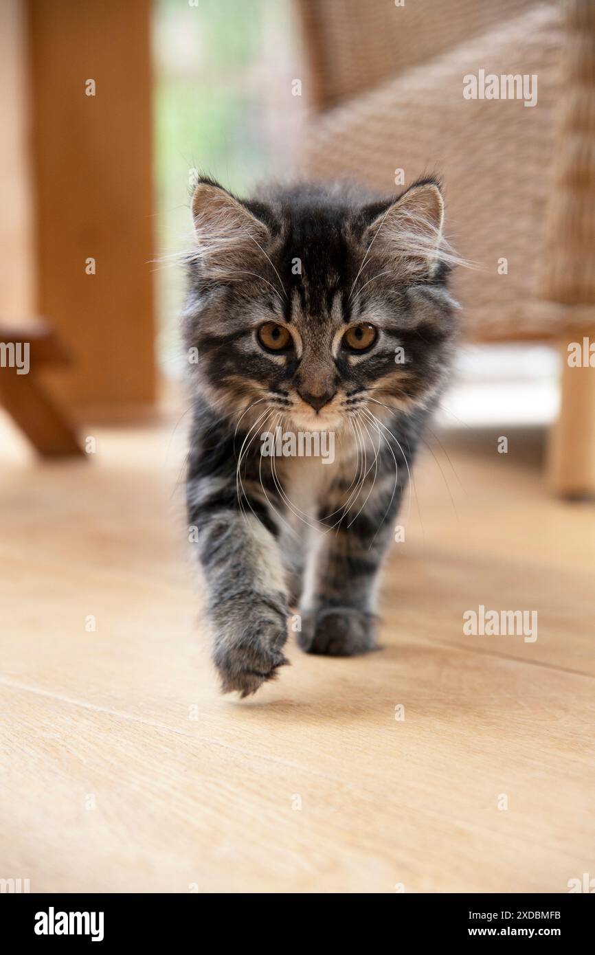 CAT. Brown tabby kitten ( 12 weeks old ) walking Stock Photo - Alamy