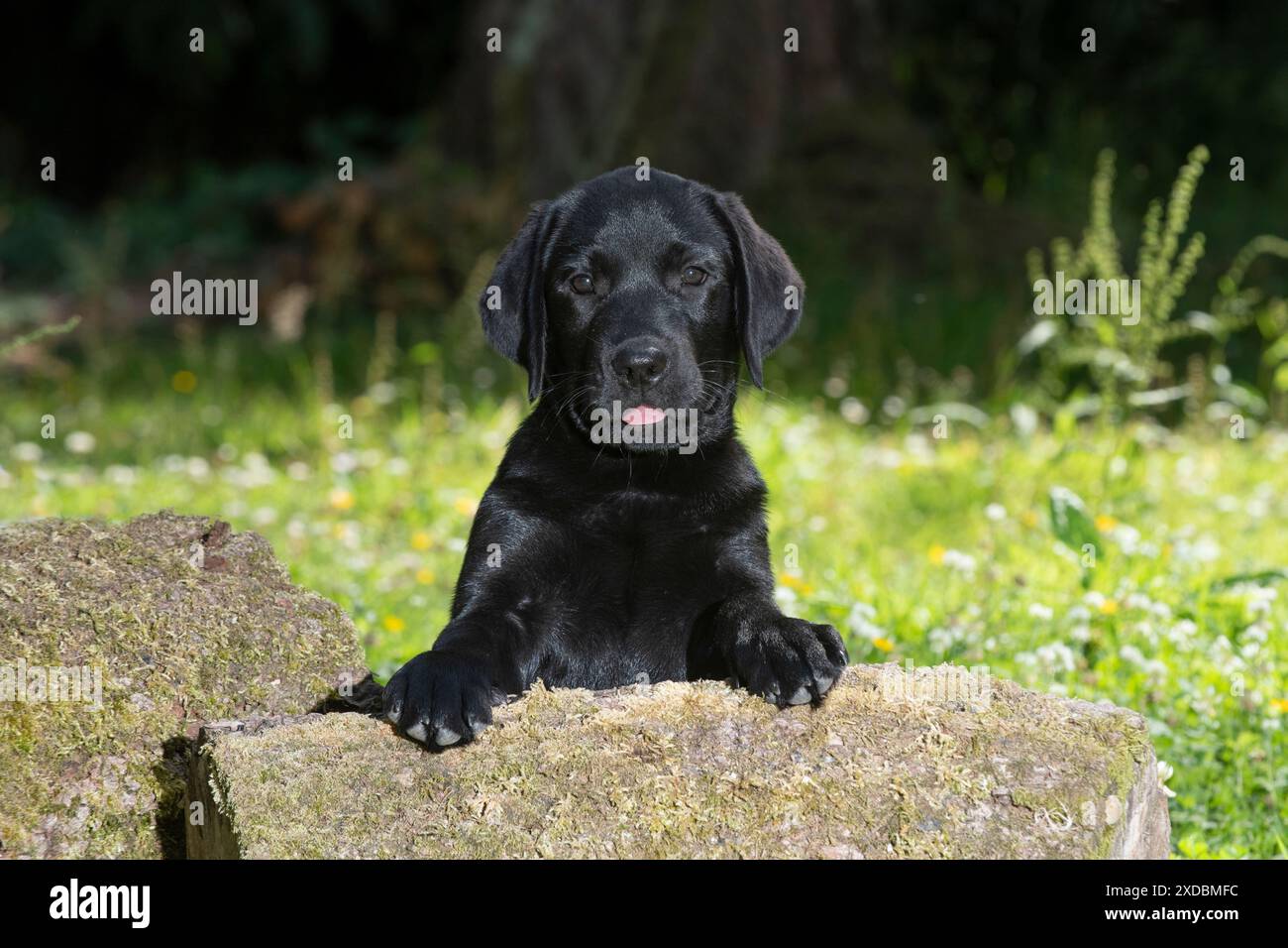 Black labrador puppy dog tongue hi-res stock photography and images - Alamy