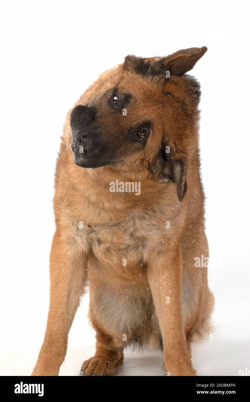 German shepherd dog head dog hi-res stock photography and images - Alamy