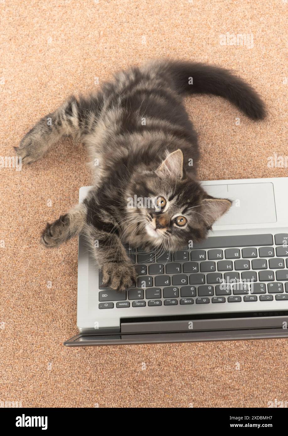 CAT. brown tabby Kitten ( 10 weeks old ) laying Stock Photo - Alamy