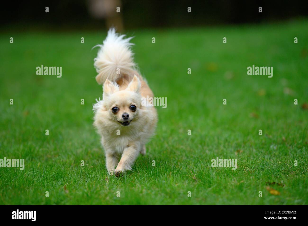 DOG, Chihuahua, running in a garden Stock Photo - Alamy
