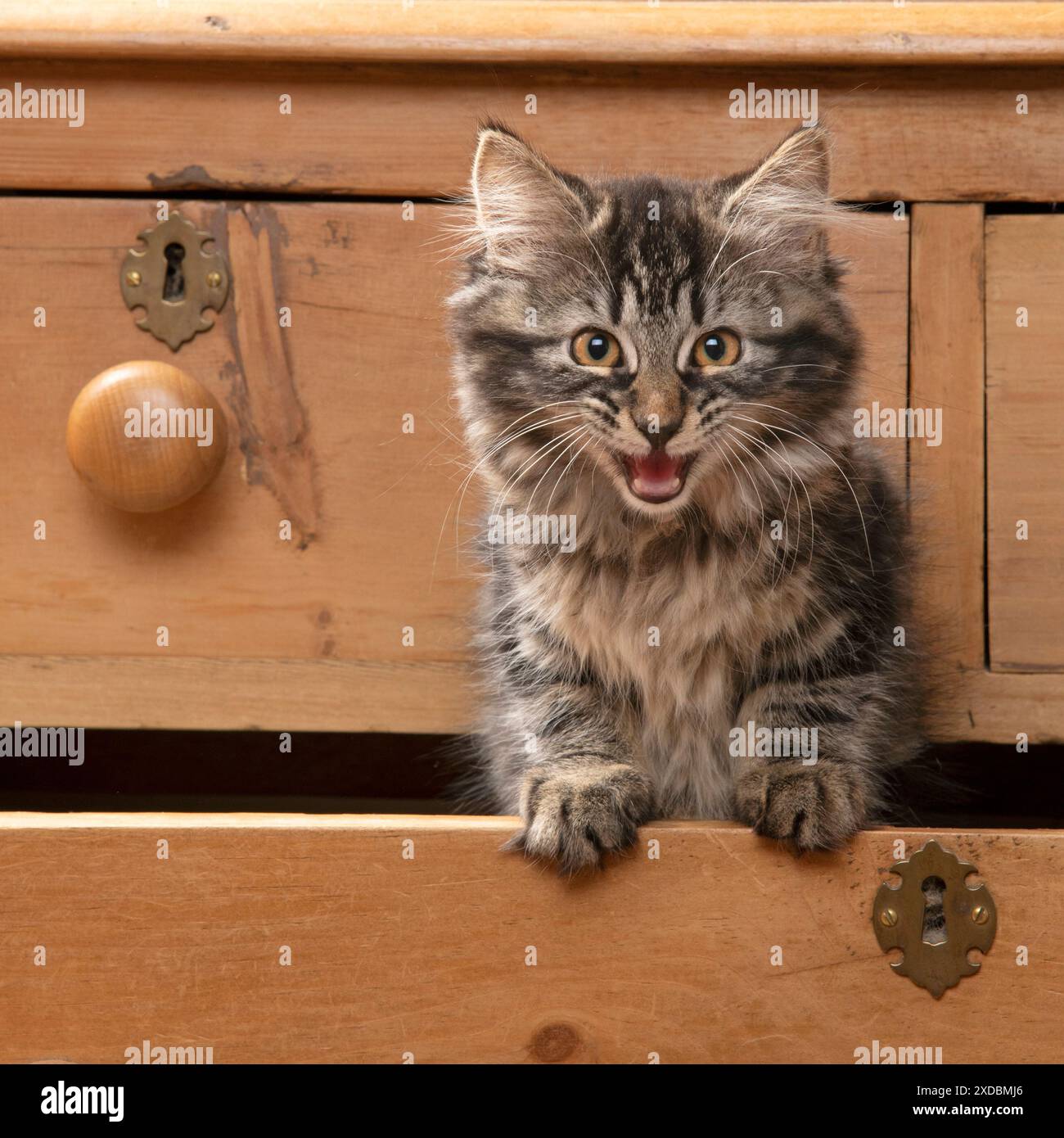 CAT. Brown tabby kitten ( 12 weeks old ) sitting Stock Photo - Alamy