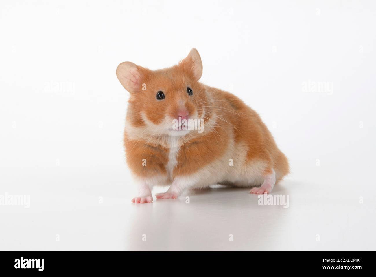 Animal studio cute hi-res stock photography and images - Alamy