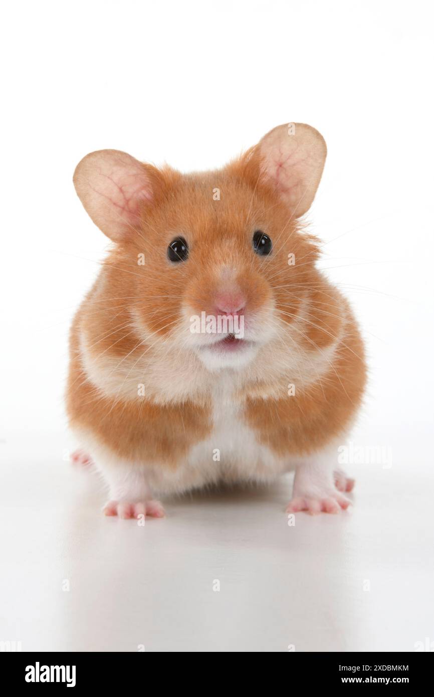 MAMMAL. Pet Hamster, looking cute, studio Stock Photo - Alamy