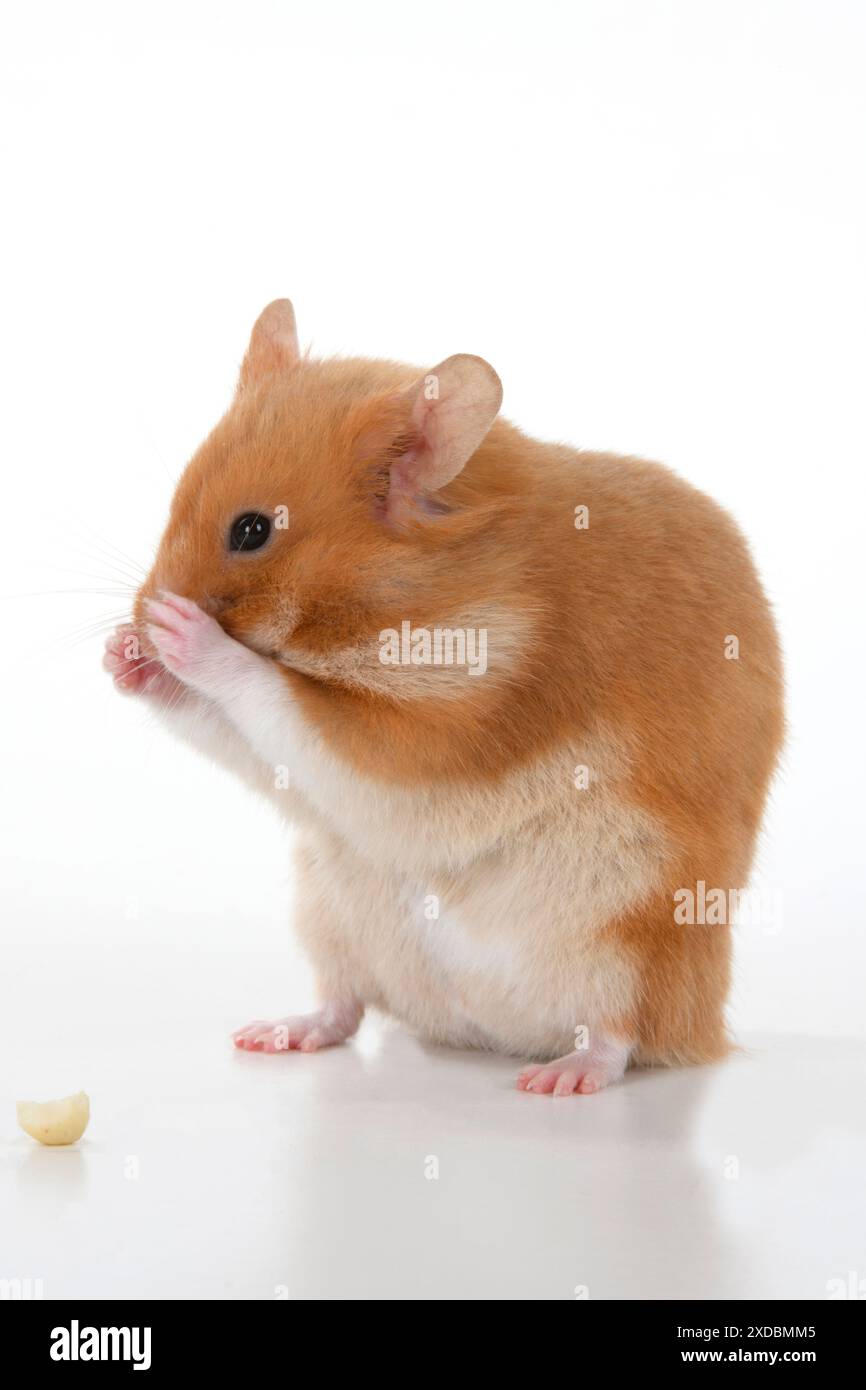 Washing pets hi-res stock photography and images - Alamy