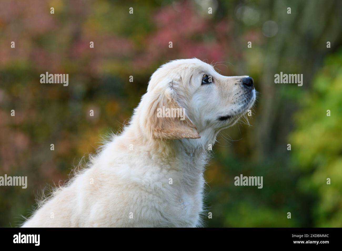 DOG. Golden Retriever puppy ( 12 weeks old ) sitting Stock Photo - Alamy