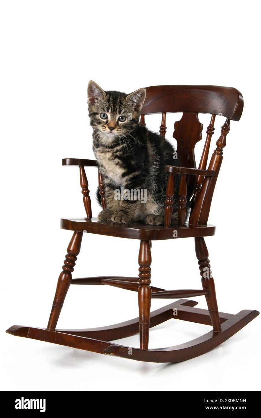 Cute tabby cat in pet Cut Out Stock Images & Pictures - Alamy