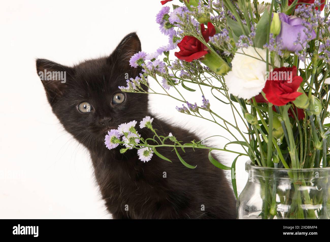 CAT. 7 weeks old black kitten, with flowers, studio, white Stock Photo ...