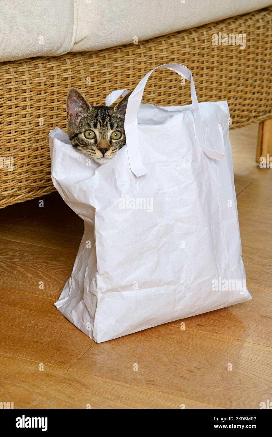 CAT. Tabby kitten 17 weeks old, laying in a paper carrier ba Stock ...