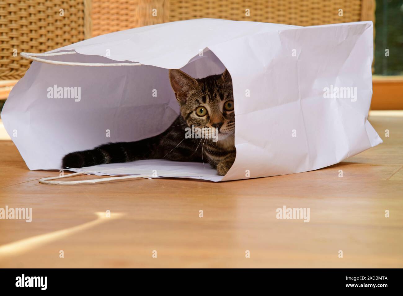 Laying out paper hi-res stock photography and images - Alamy