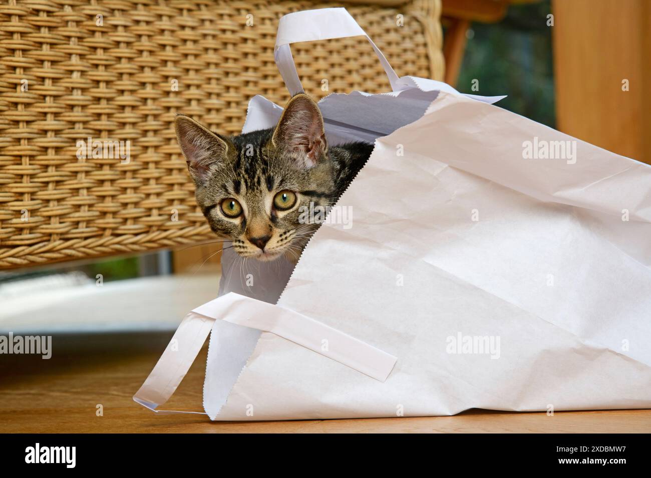 CAT. Tabby kitten 17 weeks old, laying in a paper carrier ba Stock ...