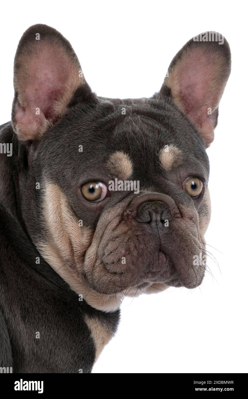Bulldog looking over shoulder hi-res stock photography and images - Alamy