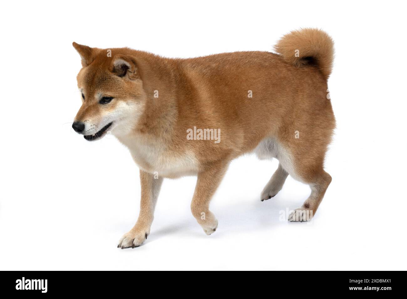 DOG. Shiba Inu, adult,, walking, studio Stock Photo - Alamy