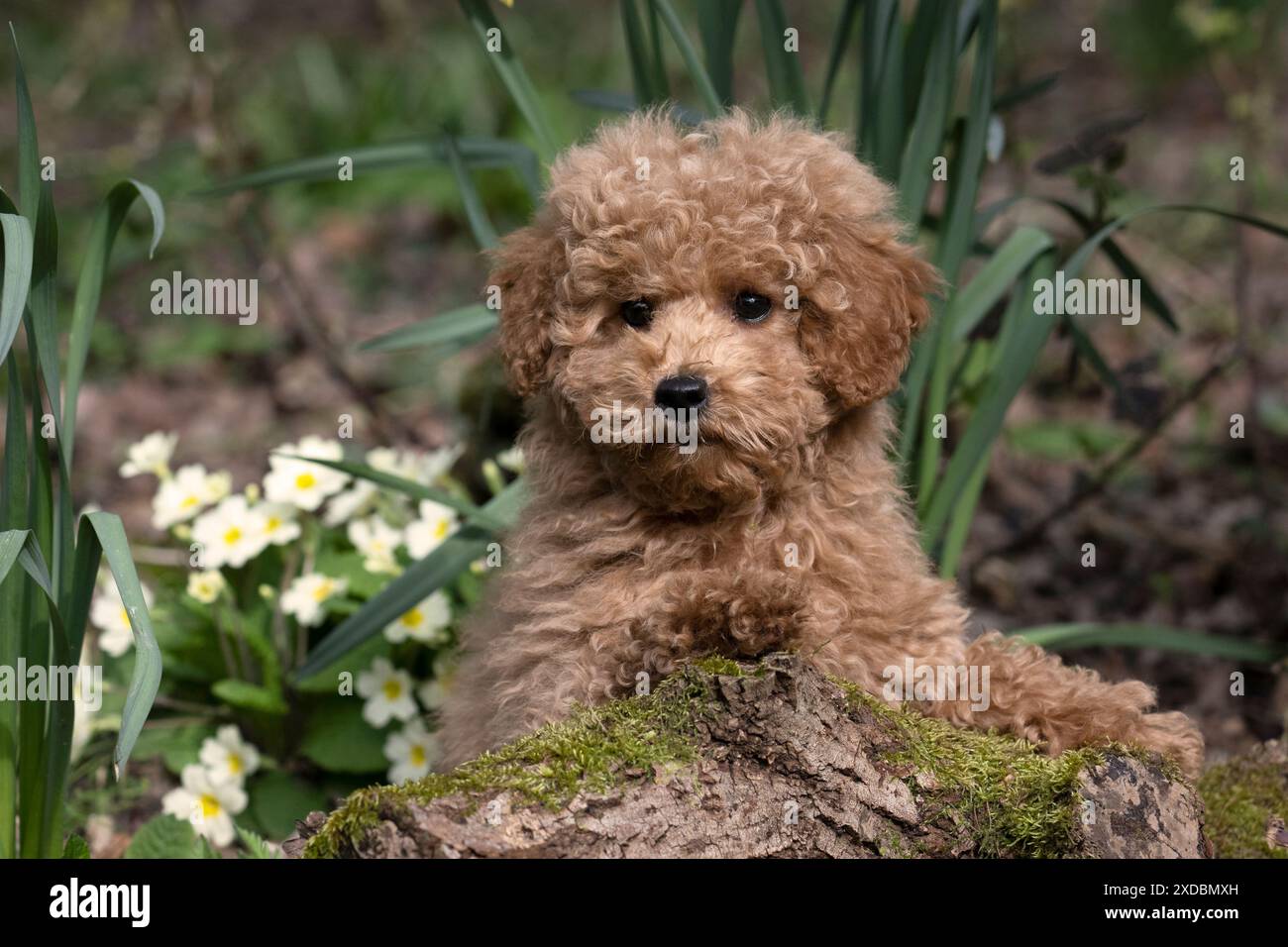 DOG,CAVAPOO,PUPPY,14 WEEKS OLD,CUTE,IN A GARDEN Stock Photo - Alamy