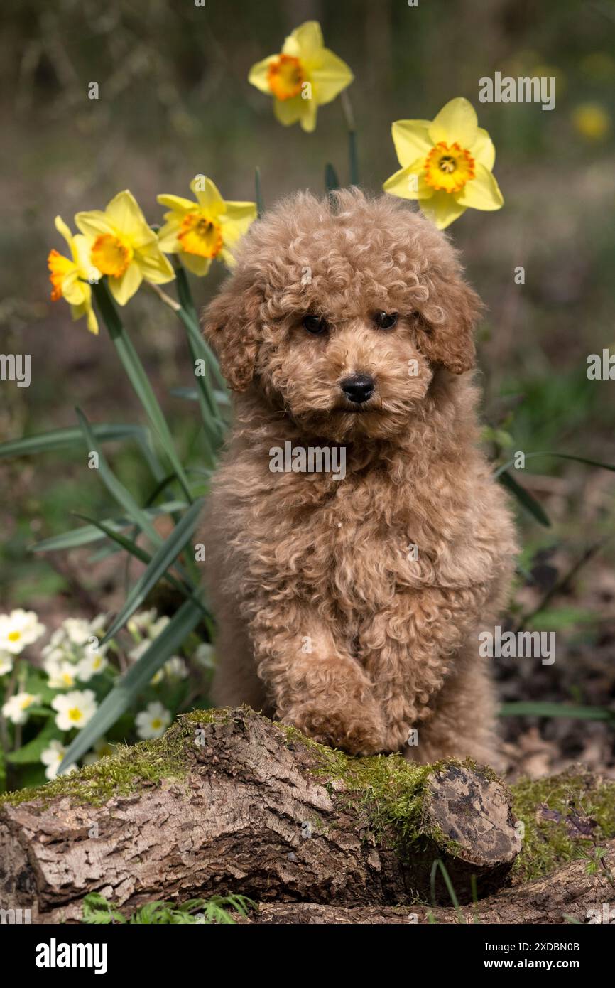 DOG,CAVAPOO,PUPPY,14 WEEKS OLD,CUTE,IN A GARDEN Stock Photo - Alamy