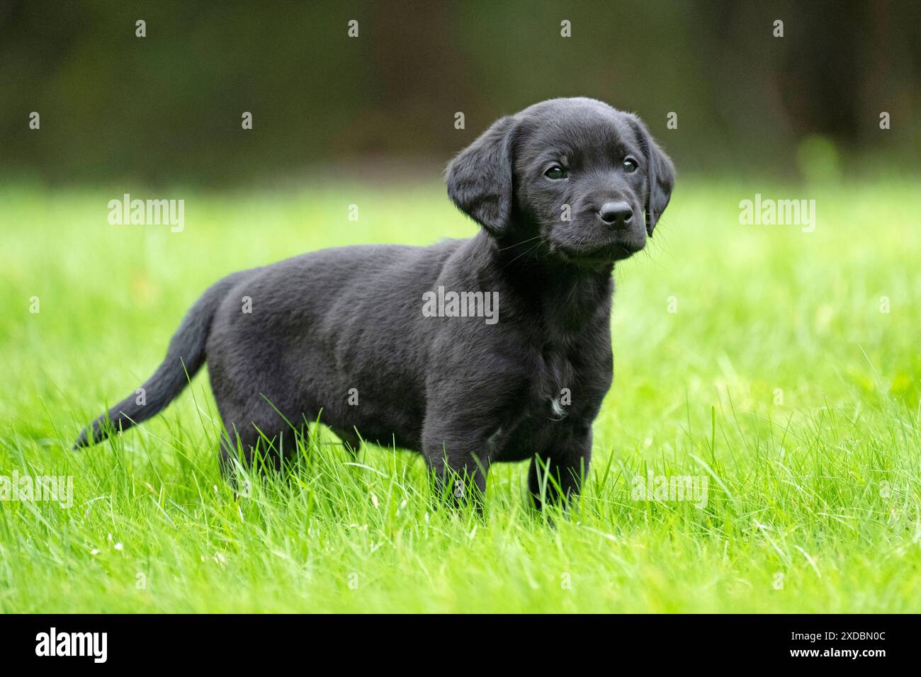 Old and young black labrador retrievers hi-res stock photography and ...