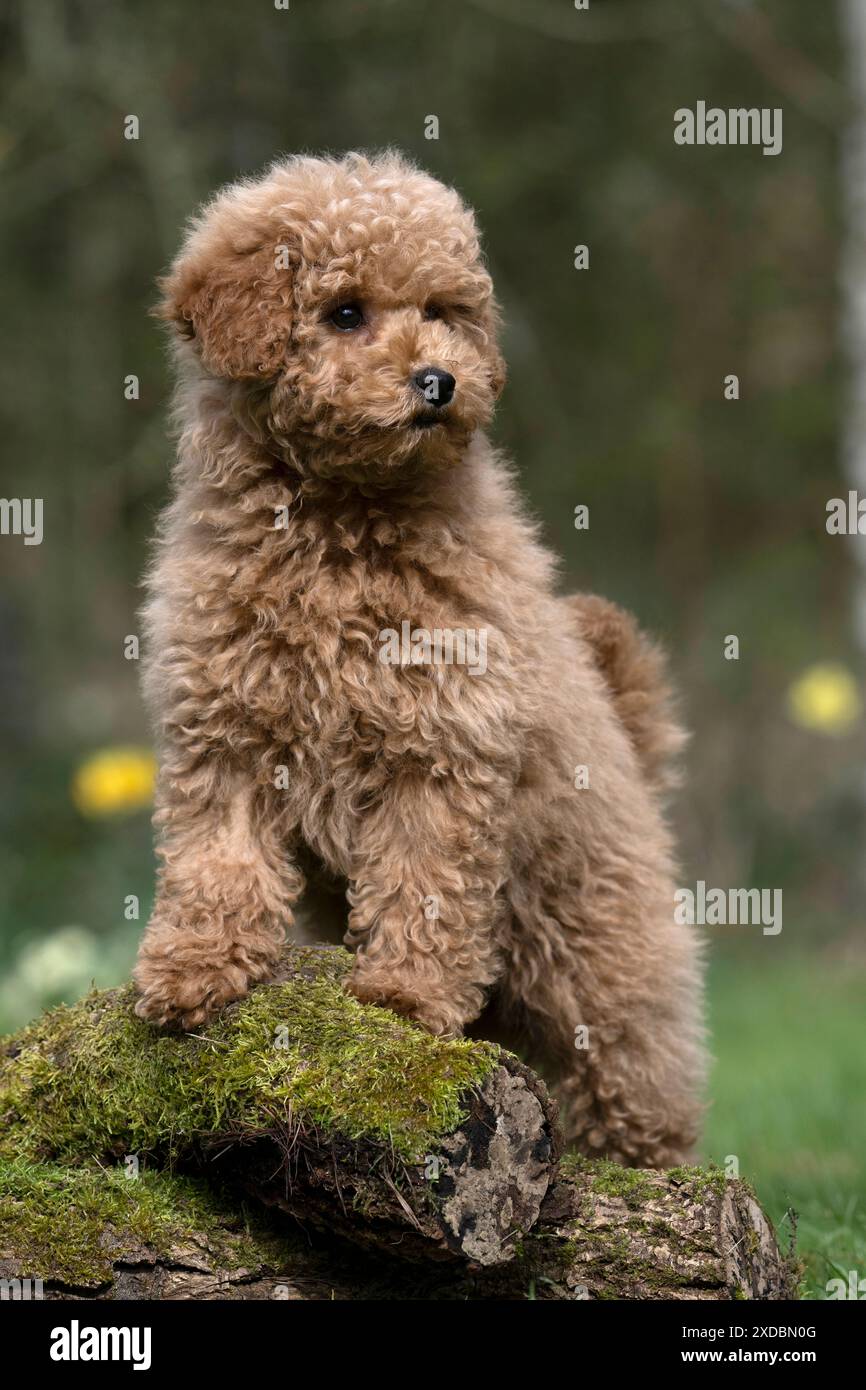 Cute cavapoo puppy hi-res stock photography and images - Alamy