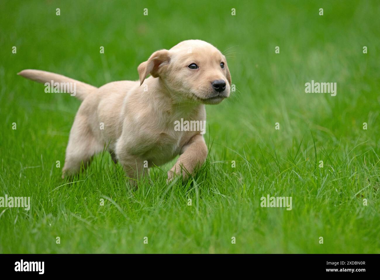 Retriever yellow labrador hi-res stock photography and images - Alamy