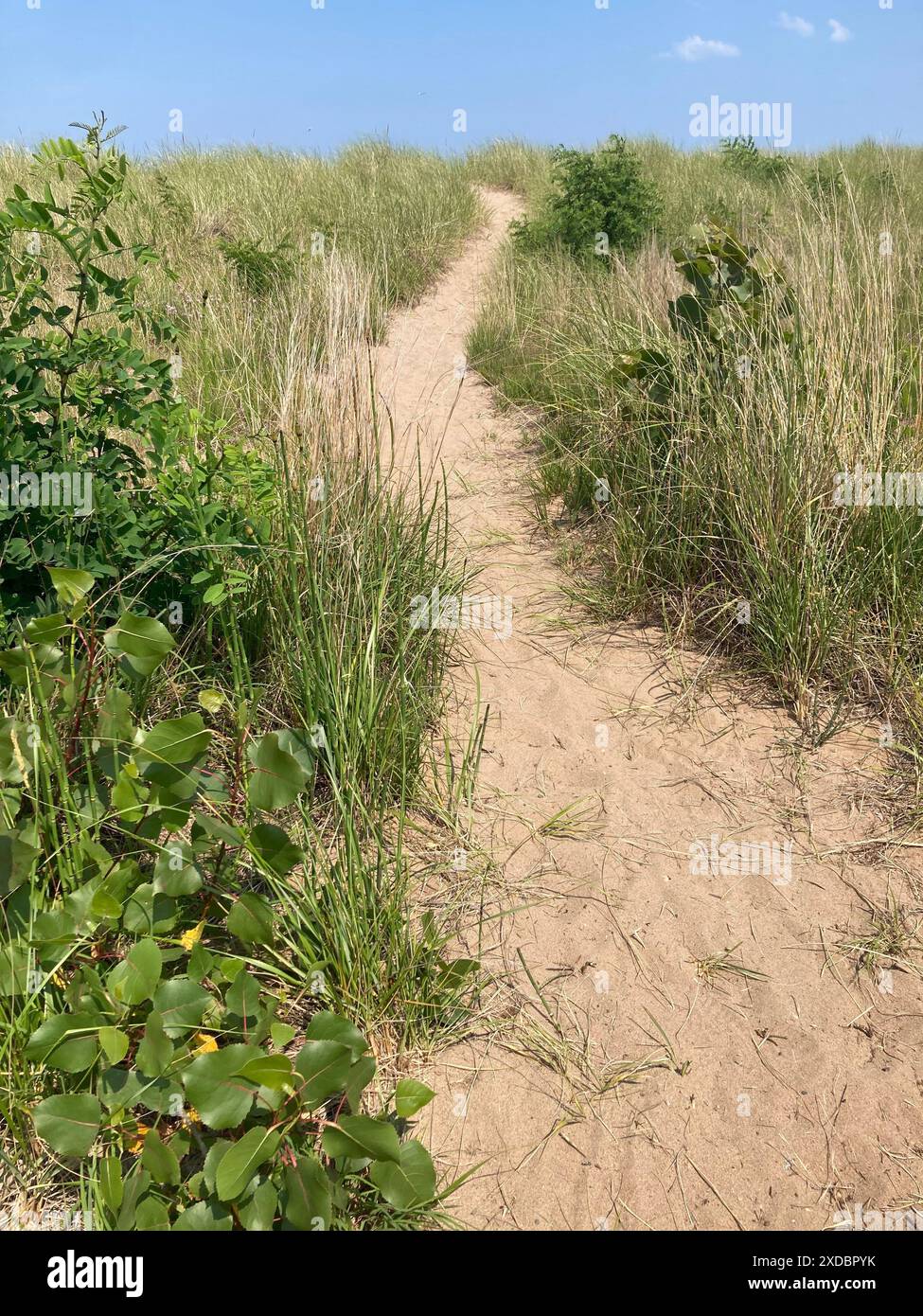 Sandy Path Through beach grass Stock Photo - Alamy