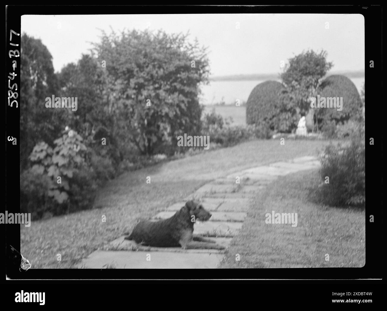 Dog on the grounds of "The Shallows," property of Lucien Hamilton Tyng ...