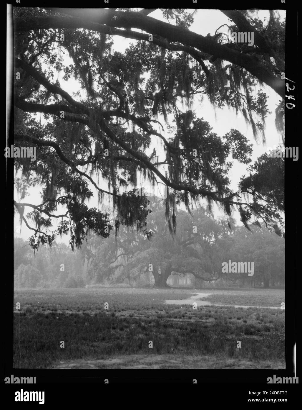 Oak trees, New Orleans. Genthe photograph collection Stock Photo - Alamy