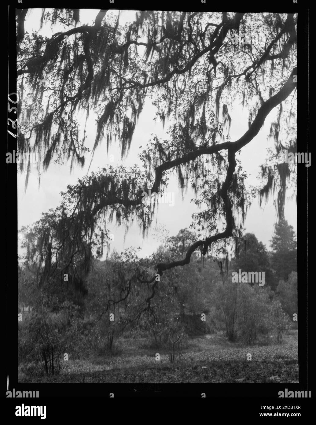Oak trees, New Orleans. Genthe photograph collection Stock Photo - Alamy